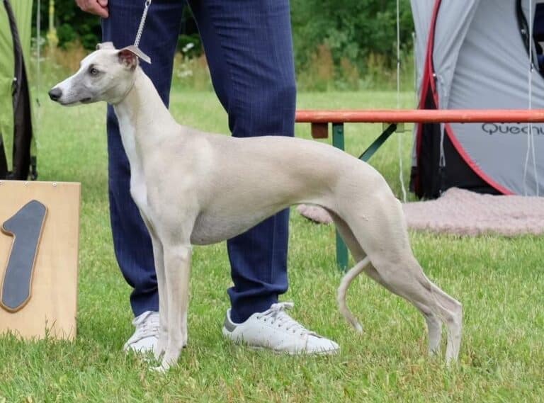 Boxing Helena – hobbykennel